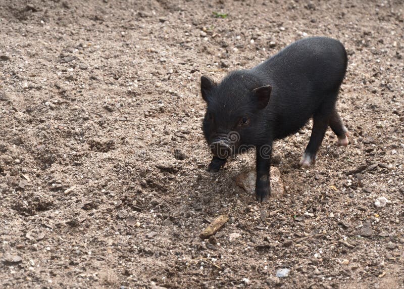 Runt Pig Stock Photos - Free & Royalty-Free Stock Photos from Dreamstime