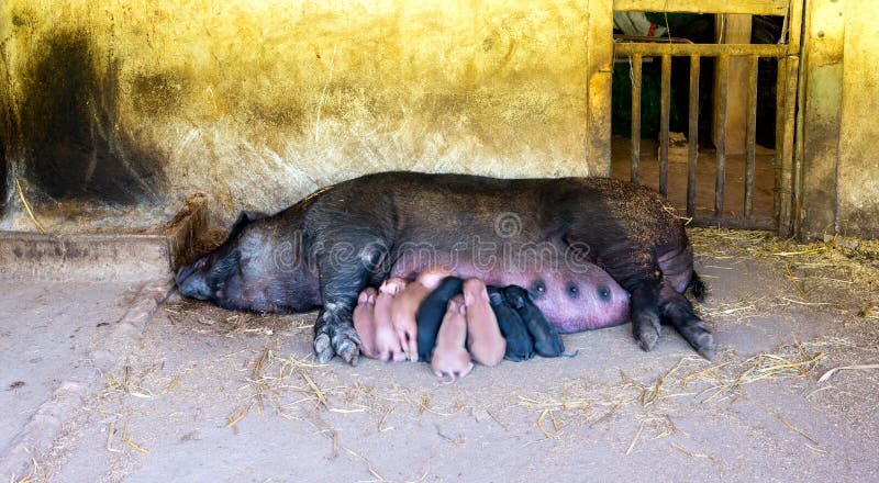 Baby Piglets Feeding from Mummy Pig Stock Photo - Image of animal, farm ...