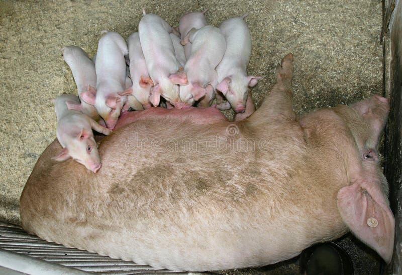 Baby piglets with mother stock photo. Image of pasture - 10952722