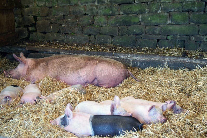 Baby Piglets Near a Sleeping Sow in a Barn Surrounded by Straw Stock ...
