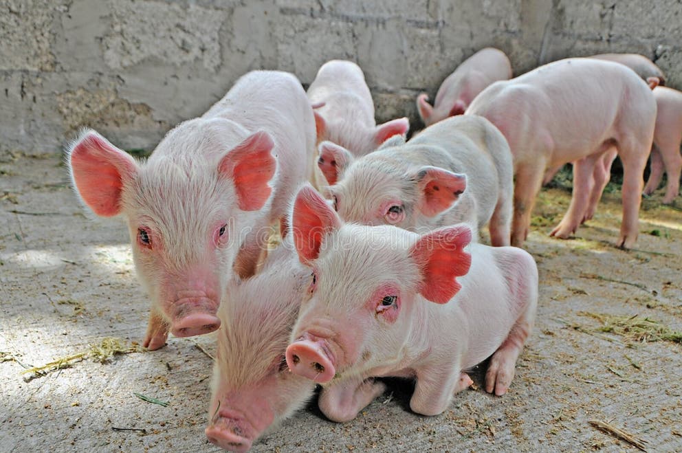 Baby pigs stock image. Image of animals, ears, blocks - 21856349