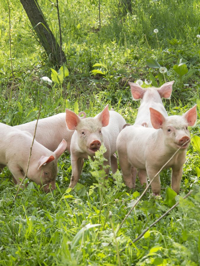 Baby pigs on the grass stock image. Image of grass, snout - 49920677