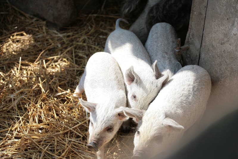 Baby pigs stock image. Image of stockyard, baby, animal - 81520869