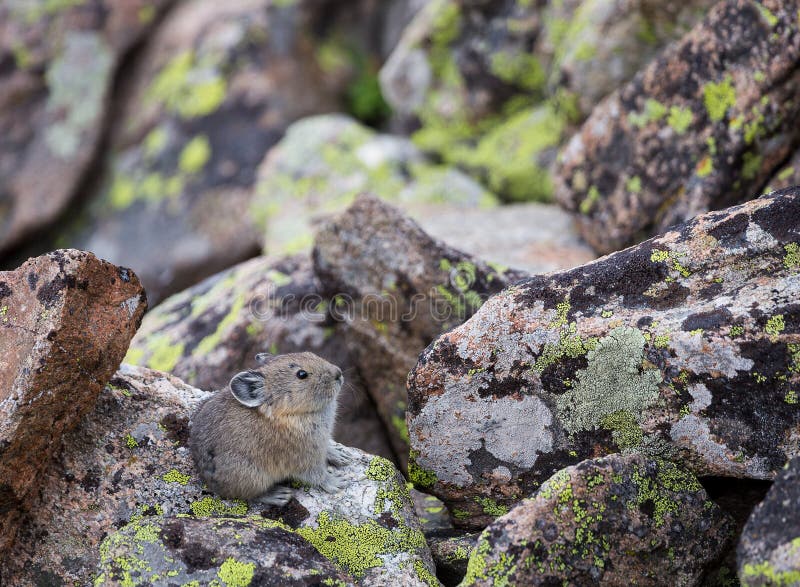 Pika stock photo. Image of conservation, pile, animal - 42868696