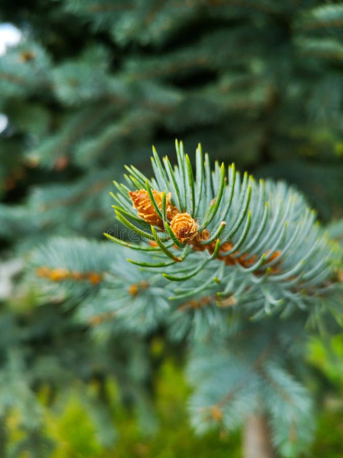 Baby pine cone on a tree stock photo. Image of small - 129126400