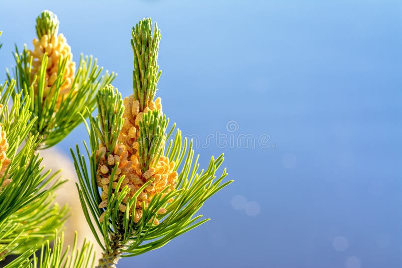 Baby pine cones close up stock image. Image of pond, blue - 31070673