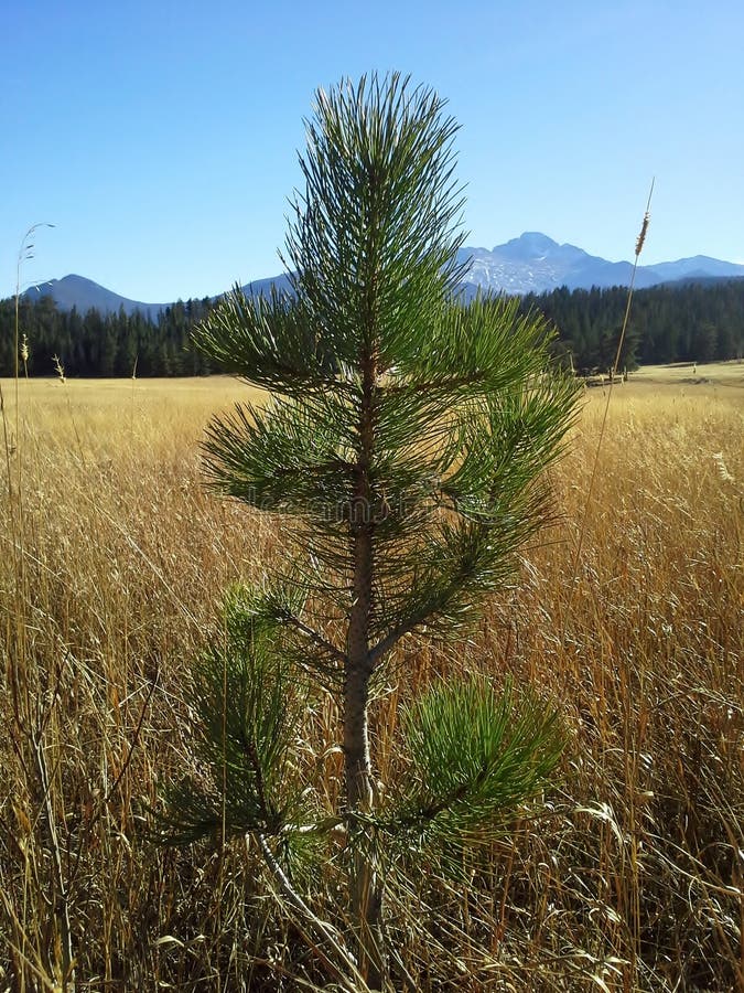 Pine tree in Colorado stock image. Image of pinecone - 58955509
