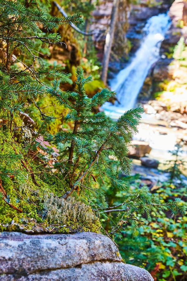 130 Baby Pine Tree Growing Forest Stock Photos - Free & Royalty-Free ...