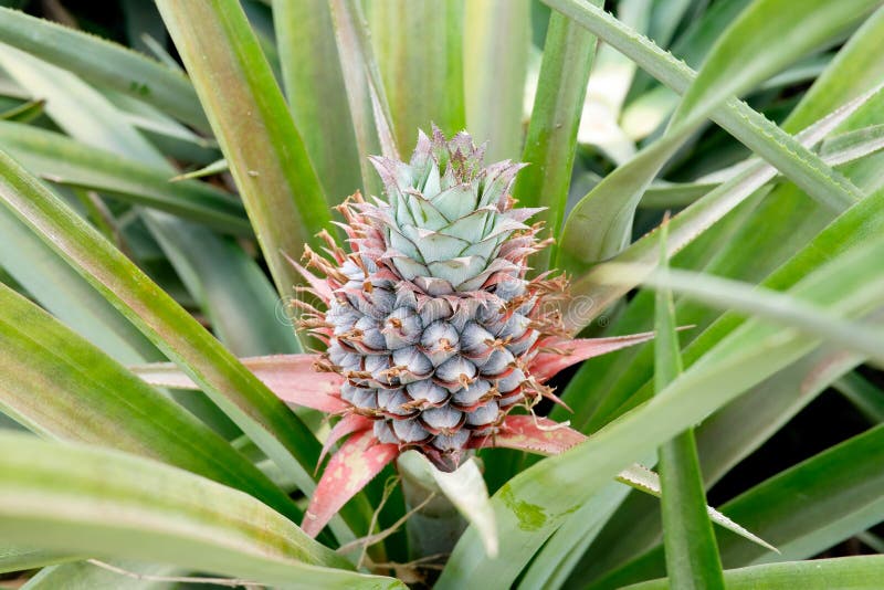 Fresh Baby Pineapple On Tree Stock Photo - Image of fruit, tropical ...
