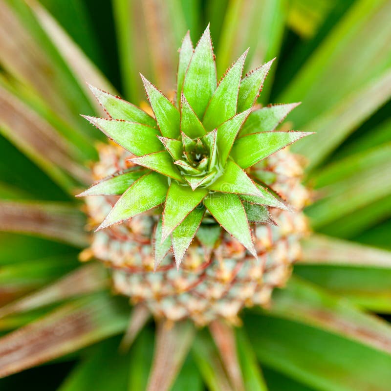 Baby pineapple stock image. Image of bush, natural, asian - 30632027