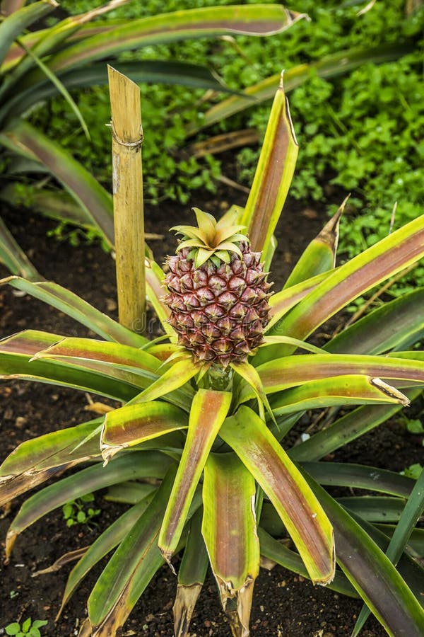 Baby pineapple stock image. Image of pineapple, tropical - 77636191