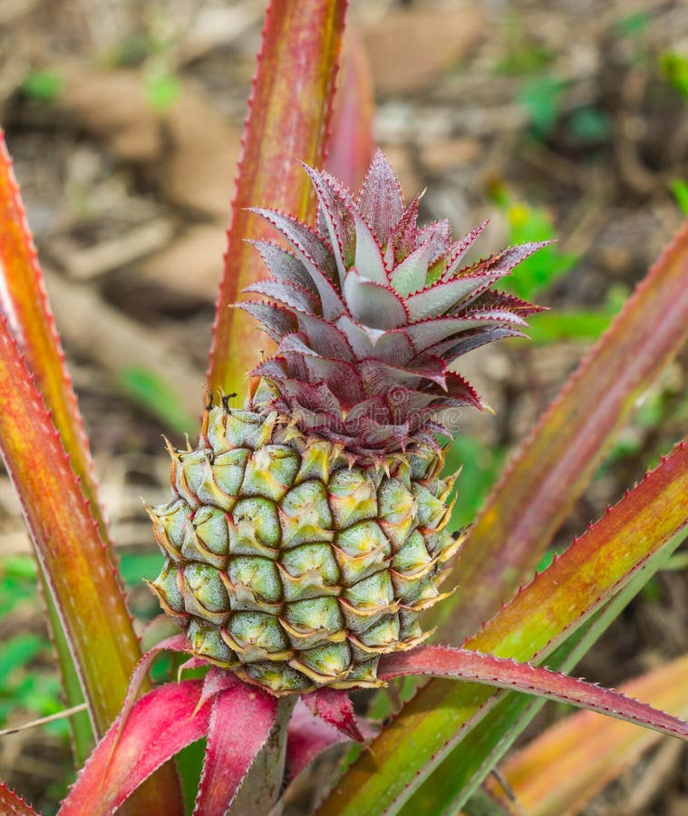 Baby pineapple on tree stock photo. Image of plantation - 29737508