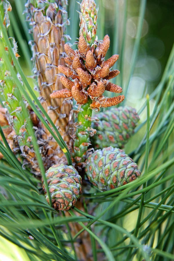 Baby Pinecones Forming Along the Branches of a Pine Tree Stock Image ...