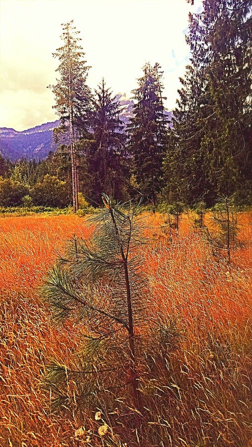 Baby pines stock photo. Image of growing, leaf, tree - 74624912