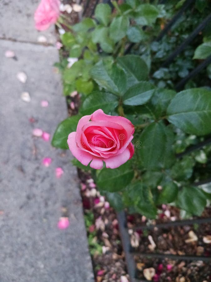 Baby pink rose photo stock photo. Image of baby, peony - 258376860