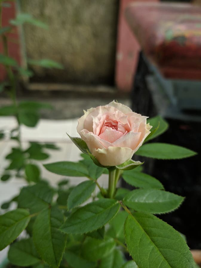 Baby pink rose in a pot stock image. Image of peony - 187620125
