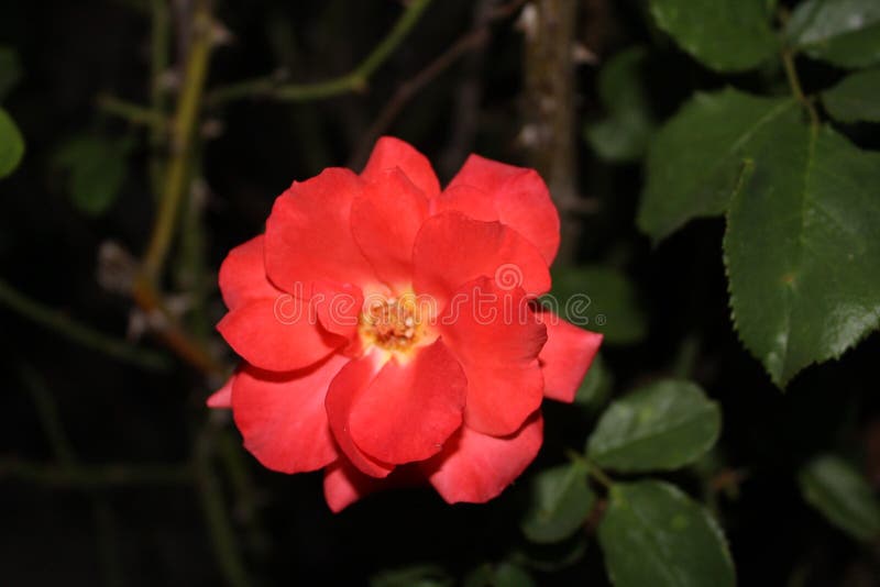 Baby pink rose stock image. Image of pink, rose, pretty - 139022003