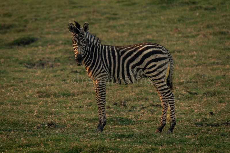 Baby Plains Zebra Follows Mother Behind Bushes Stock Image - Image of ...