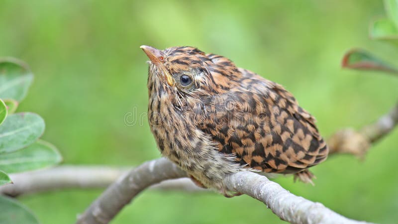 Baby of Plaintive Cuckoo stock image. Image of plaintive - 65589749