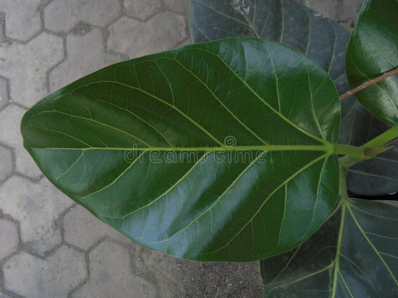 Baby plant in a open plot stock image. Image of land - 144373905