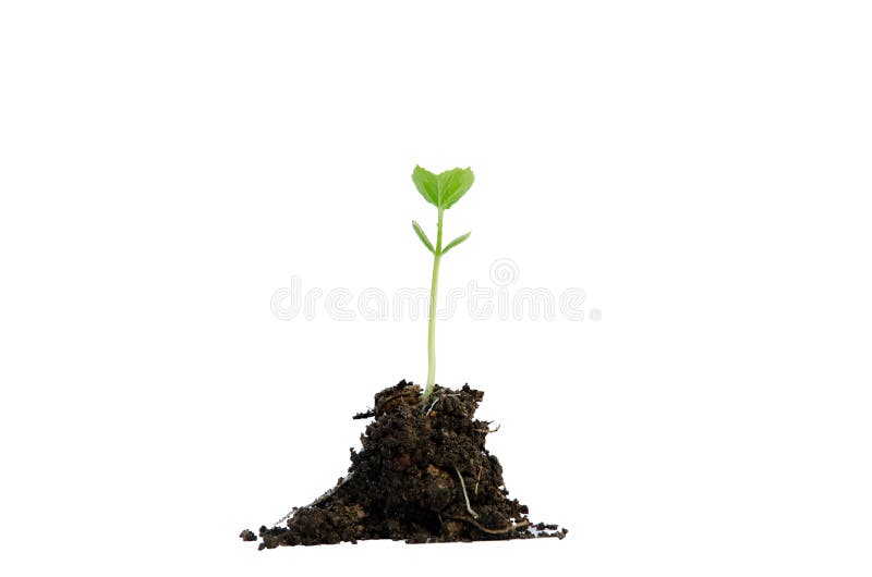 Baby Plant on White Background Stock Photo - Image of small, sprout ...