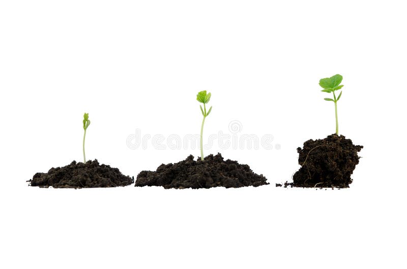Baby Plant on White Background Stock Photo - Image of growing, spring ...