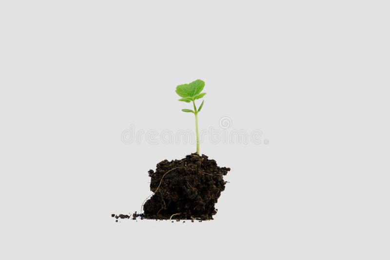 Baby Plant On White Background Stock Photo - Image of nature, seedling ...