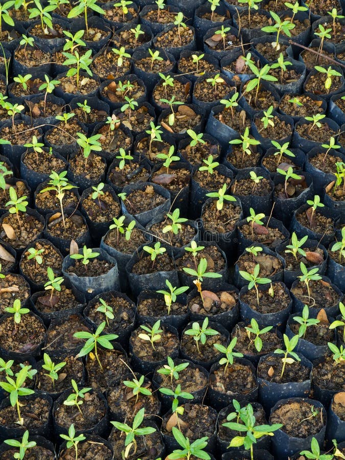 Baby Plants Picture. Image: 20406581