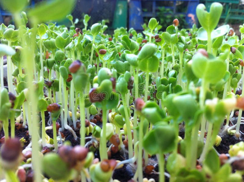 Baby Shower Growing Stock Photos - Free & Royalty-Free Stock Photos ...