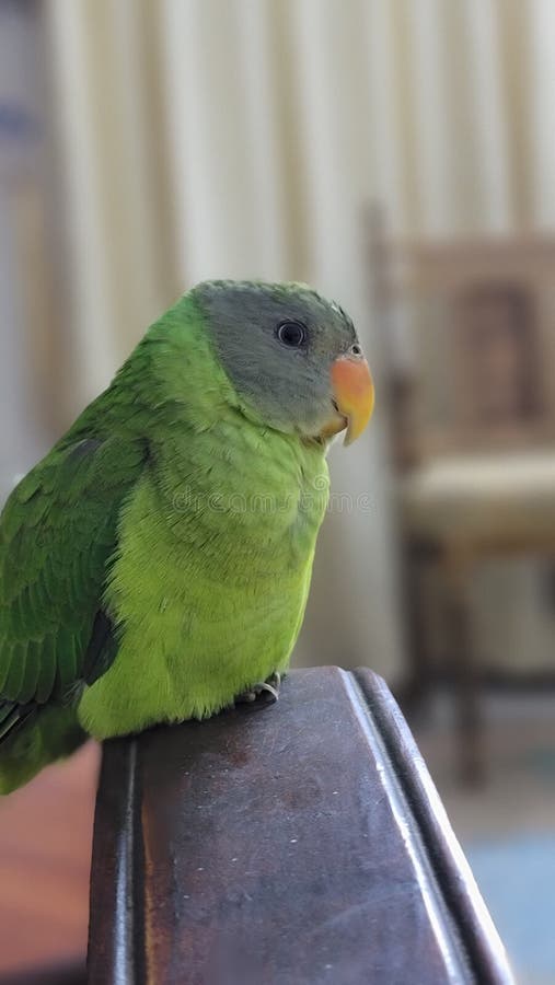 Baby Plum Headed Parrot Pakistani Bird Stock Photo - Image of headed ...