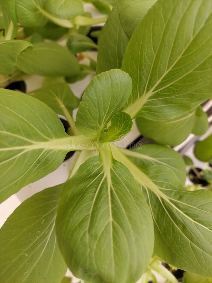 Baby pokcoy stock image. Image of veggies, garden, plant - 245443233