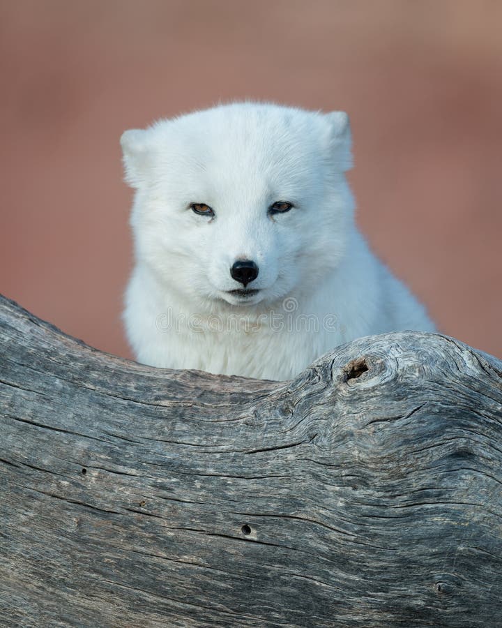 Het Portret van de Poolvos stock afbeelding. Image of bruin - 63617551