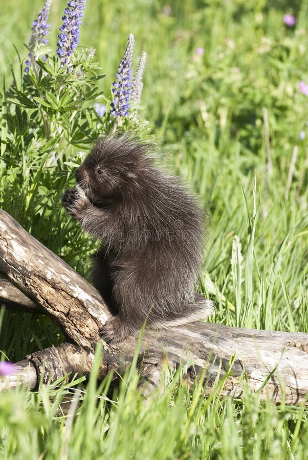 Baby porcupine stock photo. Image of young, nature, wild - 18239184