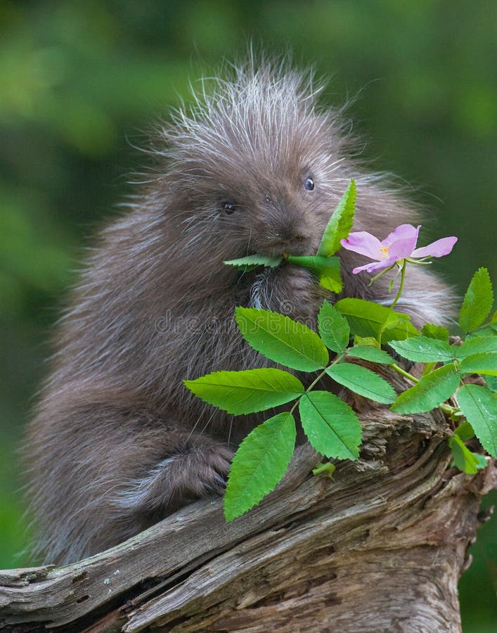 Baby porcupine stock image. Image of feeding, hands, tree - 22686119