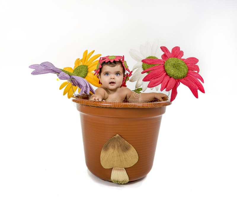 Baby in a pot stock image. Image of flower, blue, flowers - 27447559