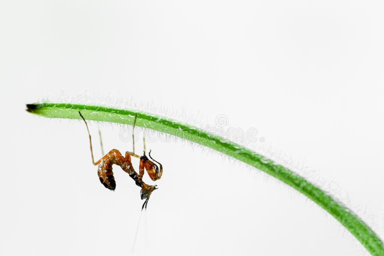 Baby praying mantis stock photo. Image of animal, mantis - 267883788