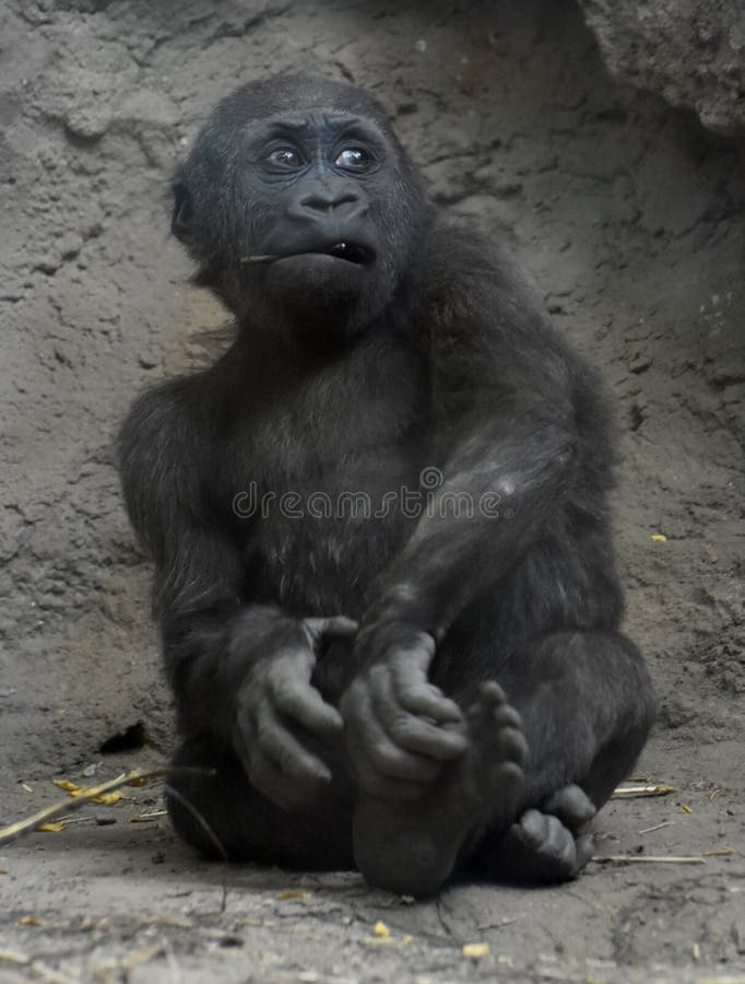 Baby Primate with Something in Its Mouth Stock Photo - Image of baby ...