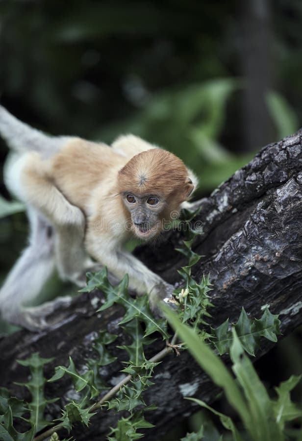 Baby Proboscis Monkey In Mangrove Forest Stock Image - Image of nose ...