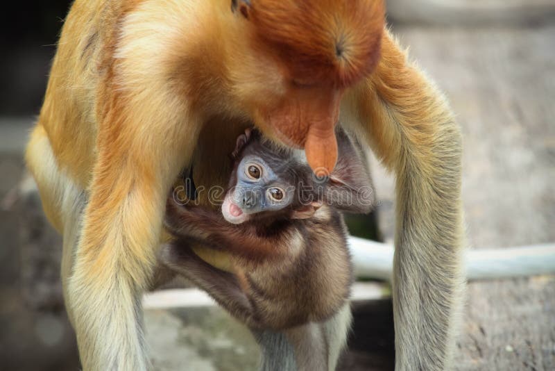Proboscis monkey laughing stock photo. Image of rainforest - 34162212