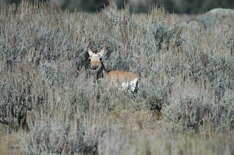 Baby Pronghorn Antelope stock image. Image of wildlife - 1541059