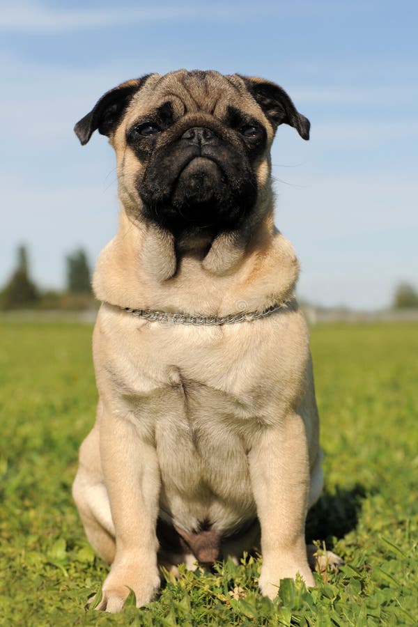 Baby pug stock image. Image of collar, outdoors, sitting - 23193203