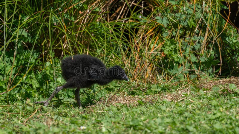 Baby Pukeko in the Grass stock photo. Image of animal - 259130118