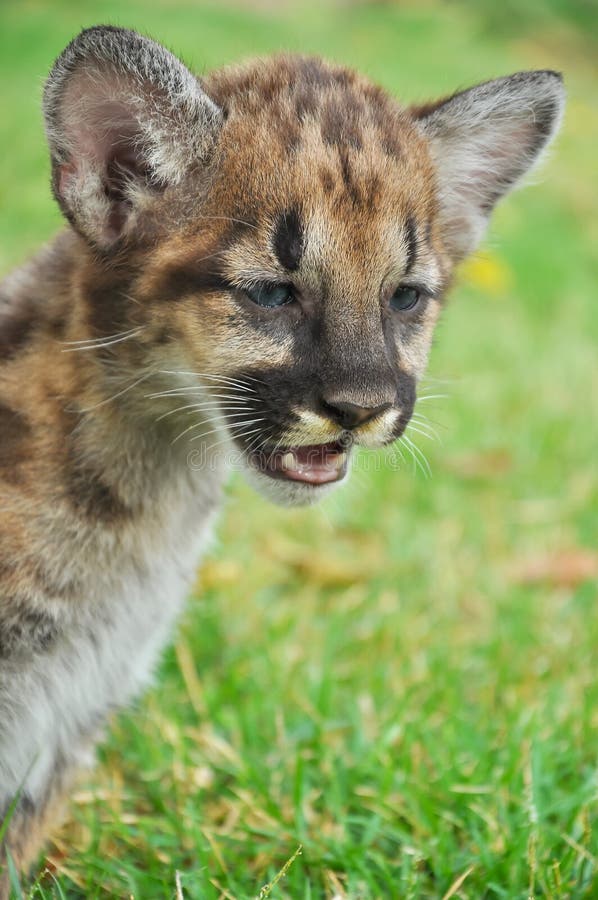 Baby-Puma stockfoto. Bild von leopard, nave, haarig, auge - 32671050