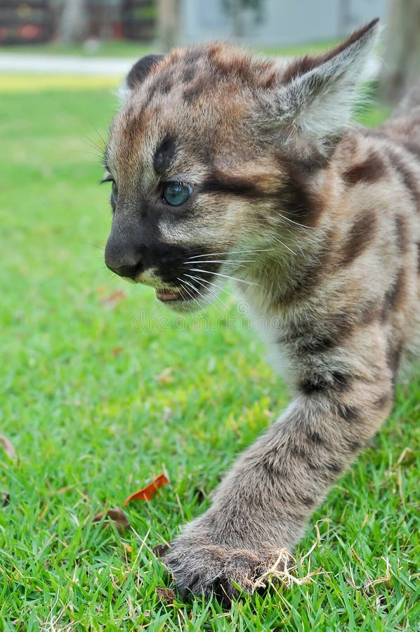 Baby-Puma stockfoto. Bild von leopard, nave, haarig, auge - 32671050