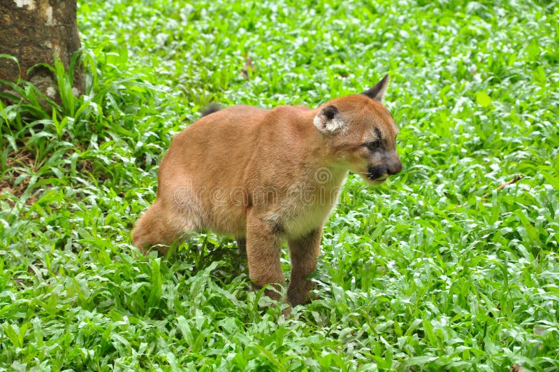 Baby-Puma stockbild. Bild von satz, tier, katzenartig - 33283391