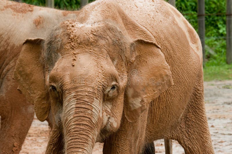 Pygmy Elephant stock image. Image of riverside, borneo - 18092613