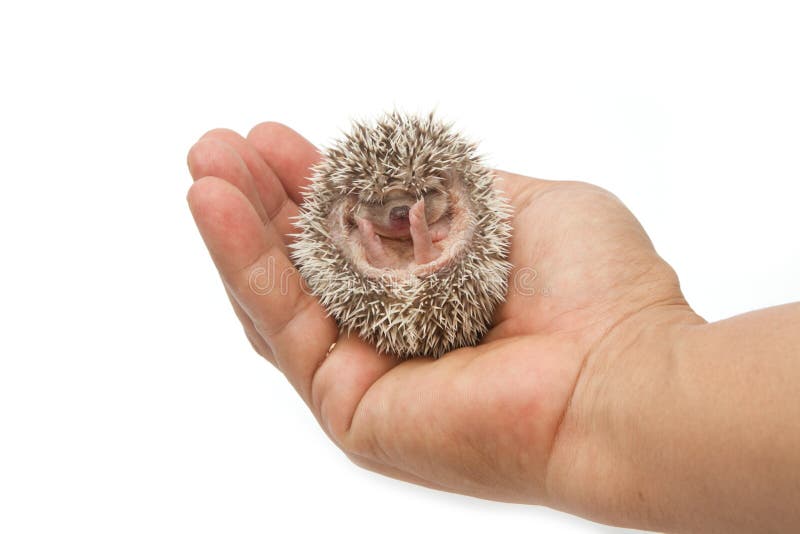 Atelerix Albiventris, African Pygmy Hedgehog. Stock Image - Image of ...