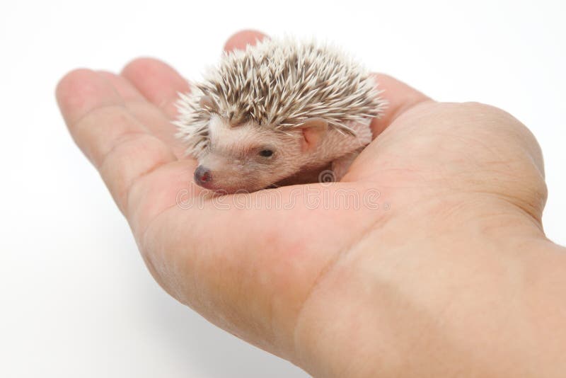 Baby pygmy hedgehog stock image. Image of prickly, needle - 39794865