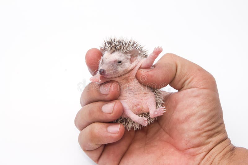 African Pygmy Hedgehog in Hand Stock Image - Image of little, prickly ...