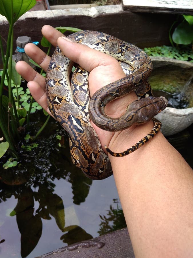 Python Cougt Stock Photos - Free & Royalty-Free Stock Photos from ...